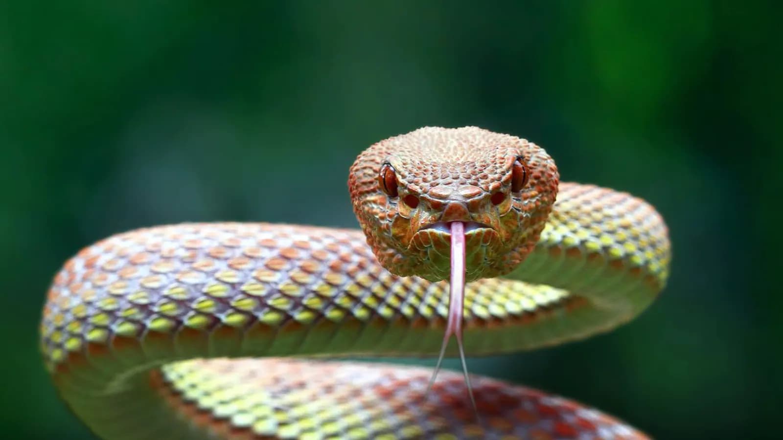 Country Without Snakes: इस देश में नहीं पाया जाता एक भी सांप, जानिए ...