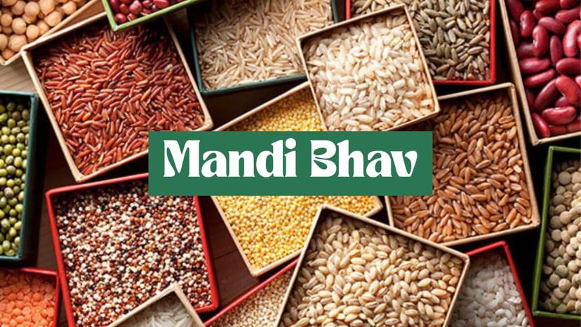 Mandi Bhav Today 14 अप्रैल को मक्का के दाम में तेजी, गेंहू-सोयाबीन में ...